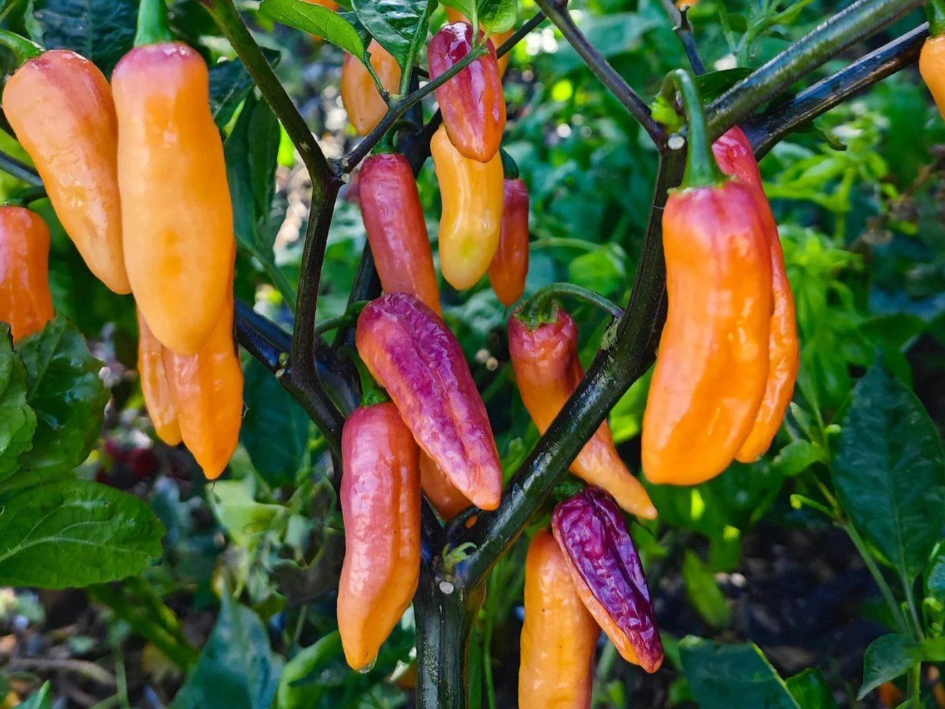 🔥 Chili - Clavo Peach (Schärfe 8), 5 Samen (Neu und originalverpackt ...