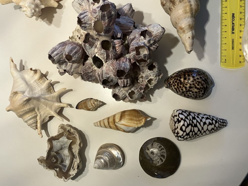 Muschel Sammlung: Tritonhorn, Koralle, usw. (Gebraucht) in Zürich für ...