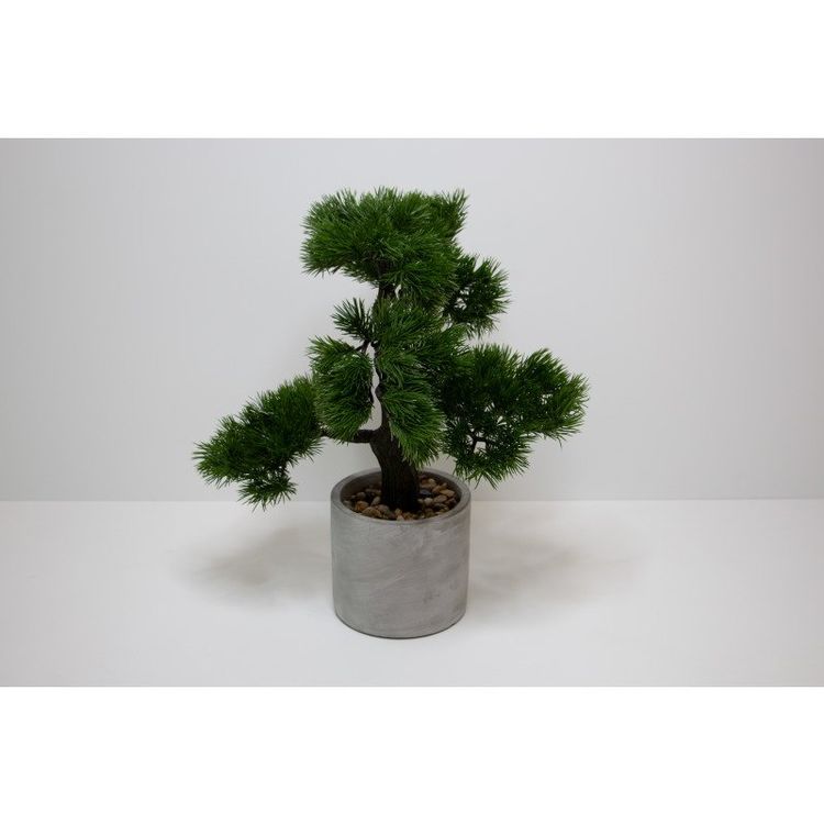 Bonsai im Zementgefäss 2-fach assortiert (Gebraucht) in Gontenschwil für CHF 14.9 – mit ...