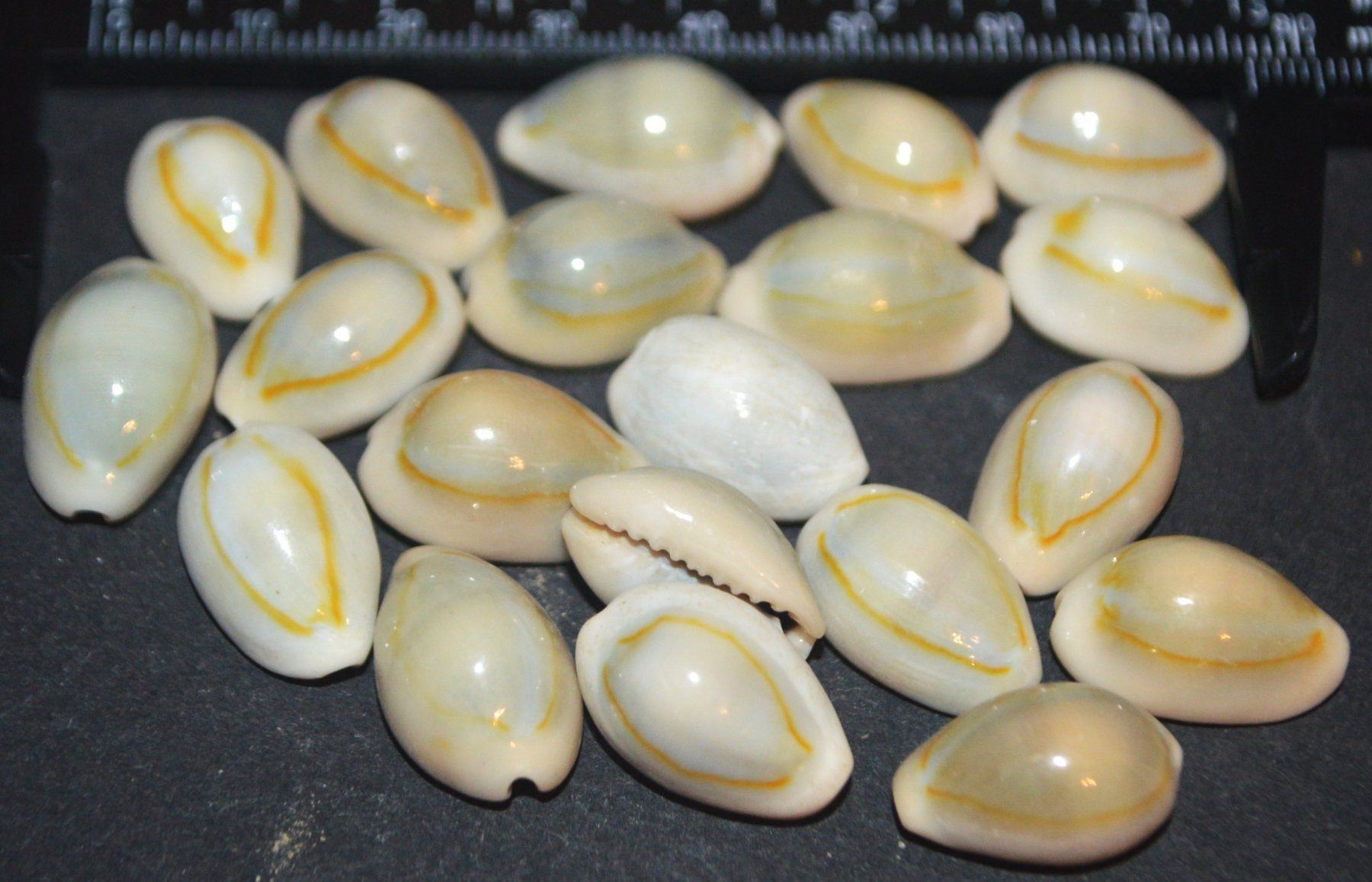 Deko Meer 034 – Muschel Set – 20 Stück (Neu und originalverpackt) in ...