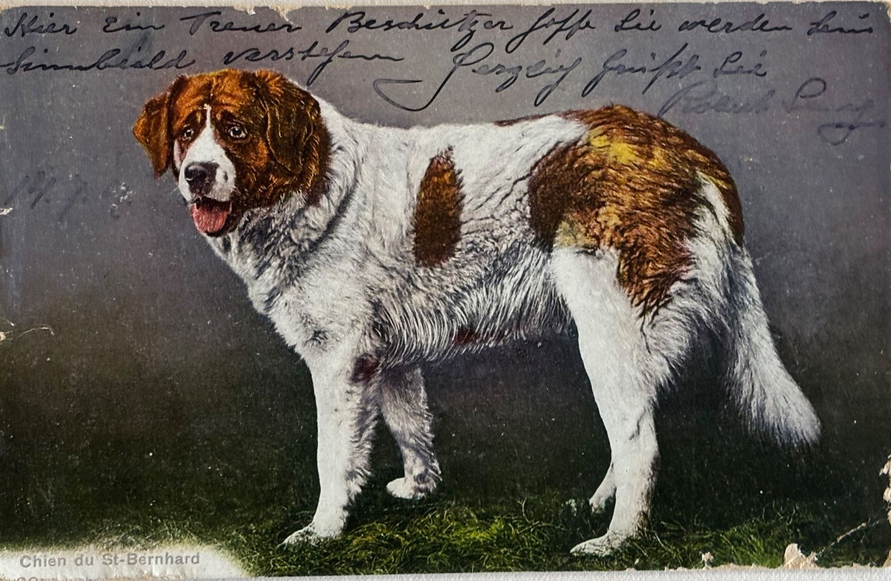 Bernhardiner Hund, Grand Hotel Kurhaus Adelboden (Gebraucht) in ...