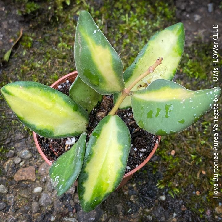 Hoya Burtoniae Aurea Variegata - rare Schönheit für Sammler (Neu (gemäss Beschreibung)) in ...