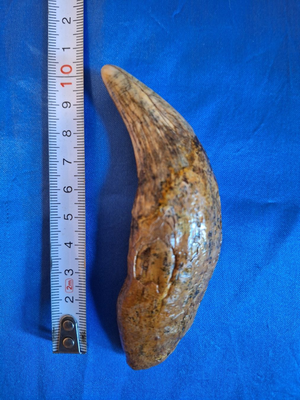 Zahn Tigerzahn Fossil Höhlenbär Rarität Dinosaurier (Gebraucht) in ...