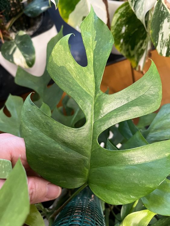 Monstera Minima variegata Steckling | Kaufen auf Ricardo