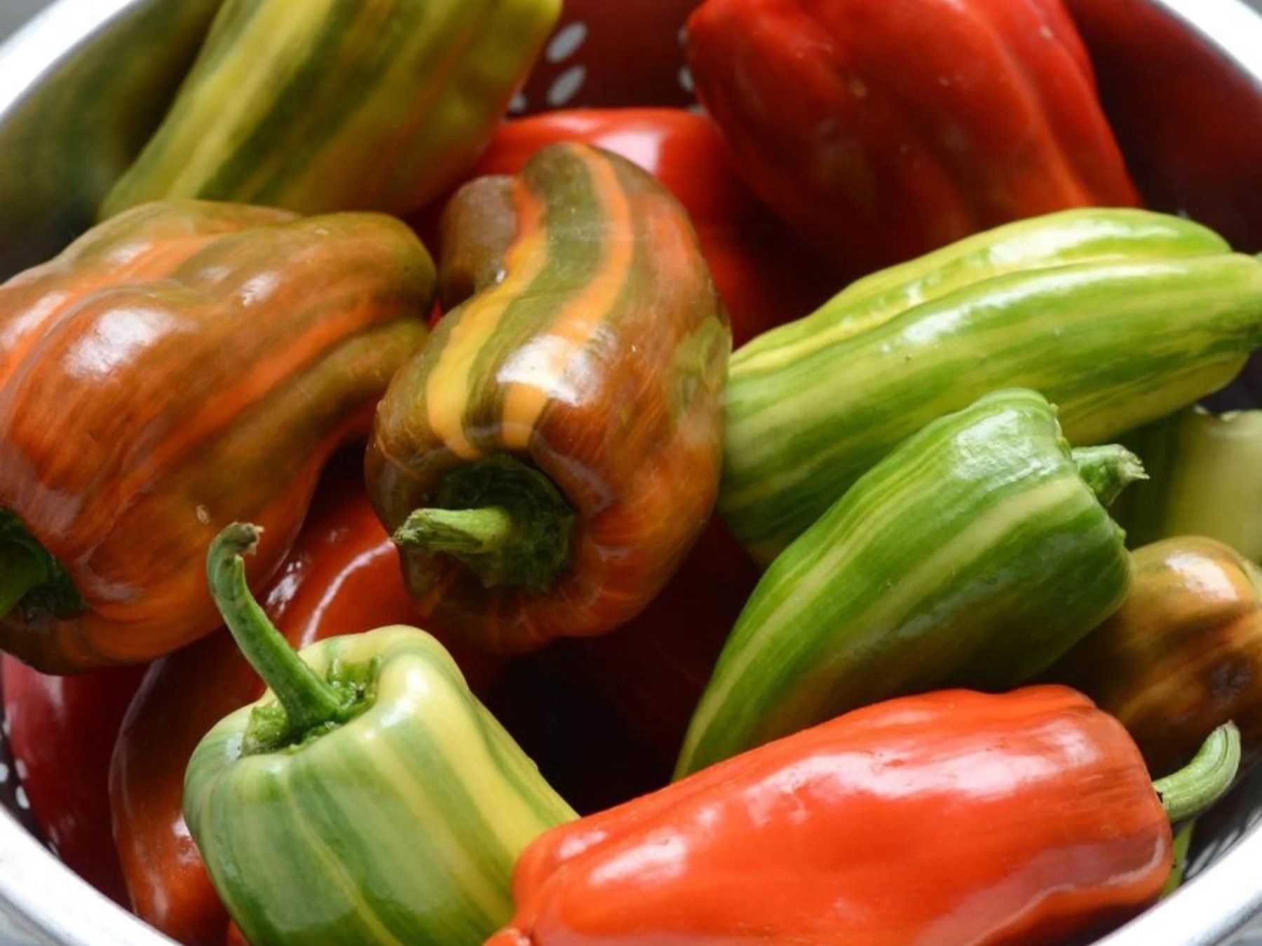 Paprika, Candy Cane rot, Rarität, 10 Bio Samen (Neu und ...