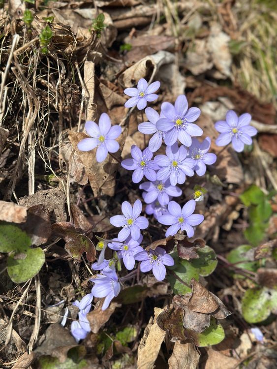 Orginial (Neu (gemäss Beschreibung)) in Bern für CHF 14 – nur Abholung ...