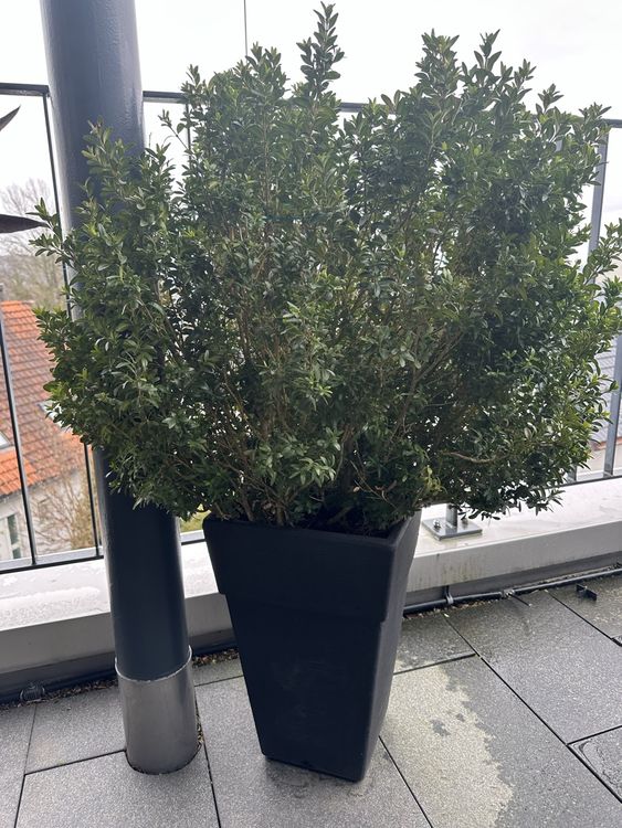 Grosser Buchsbaum im Topf, sofort bereit für Frühling! (Gebraucht) in ...