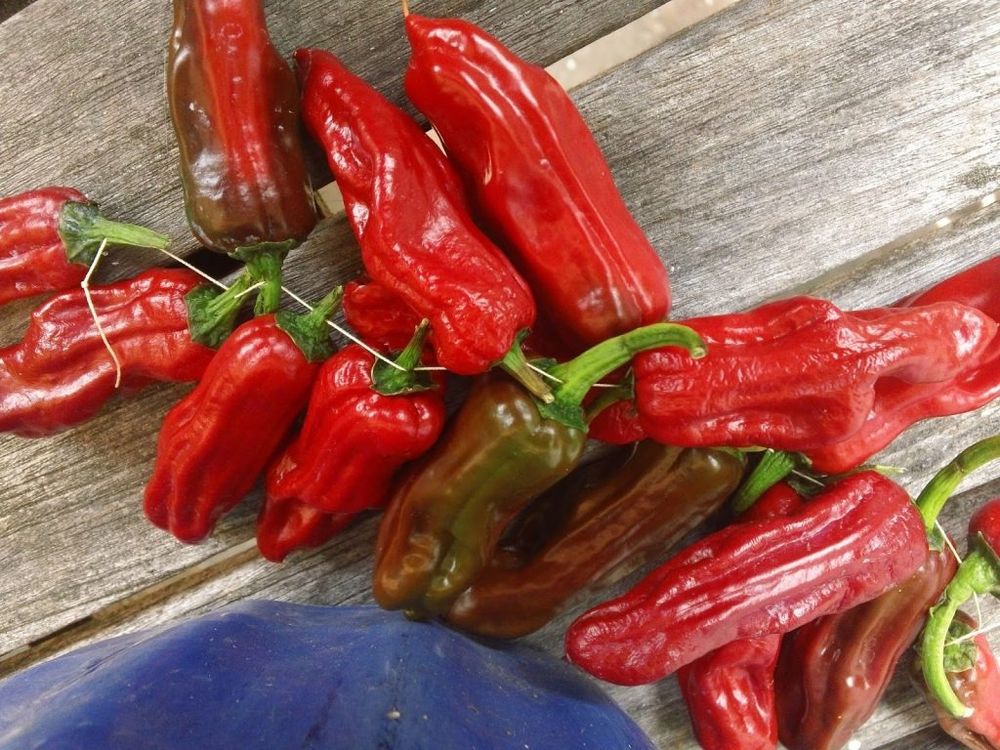 50 Friariello di Napoli Chili Samen Paprika (Neu (gemäss Beschreibung ...