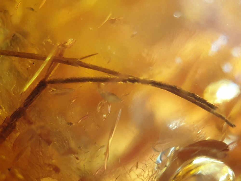 Bernstein mit Inkluse Naturbernstein Anhänger möglich Insekt (Neu ...