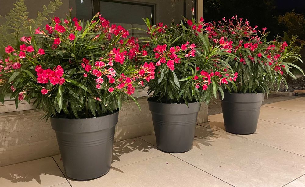 NERIUM OLEANDER. Set 3 Stück, je ca. 85-87cm. hoch (Gebraucht) in ...