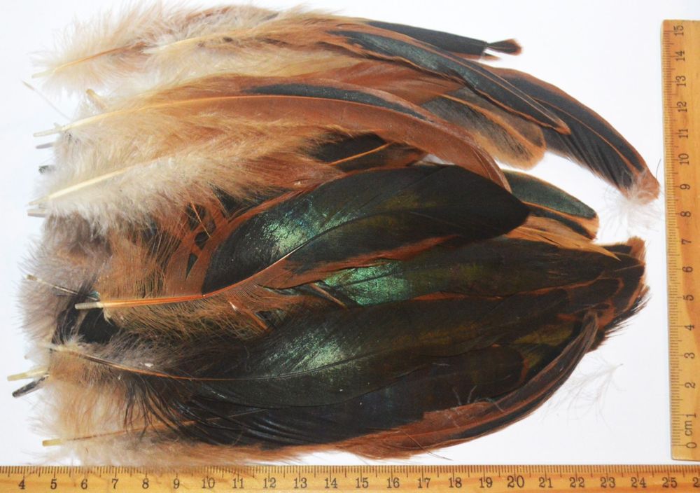 Deko Federn 604 – 15 bis 20 cm –Hahn - 50 Stück – Naturfarbe | Kaufen ...