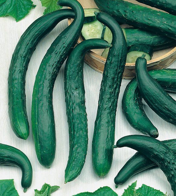 GURKE „Chinese Slangen” / 5 Samen (Neu (gemäss Beschreibung)) in ...