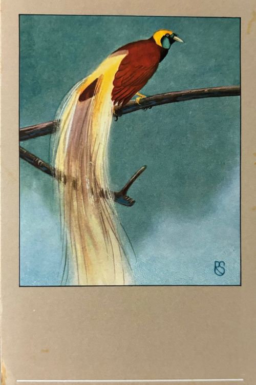 Künstlerkarte, Grosser Paradiesvogel, Vogel | Kaufen auf Ricardo