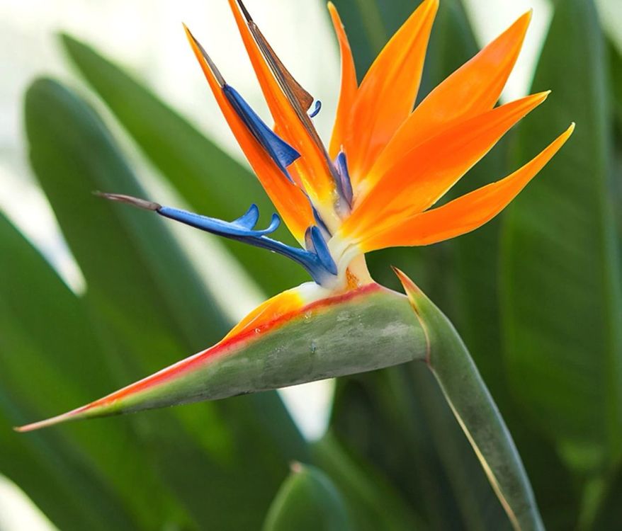 STRELIZIE / PARADIESVOGELBLUME (Gebraucht) in Jona für CHF 60 – nur Abholung auf Ricardo kaufen