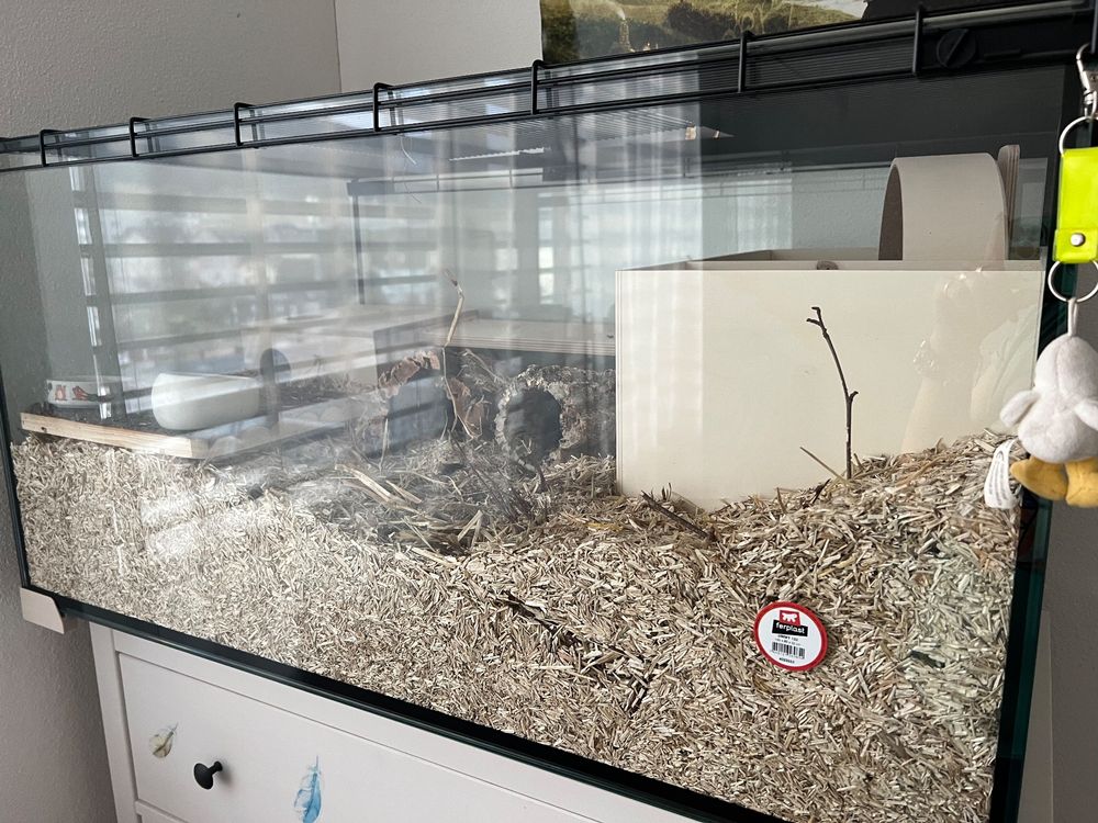 Terrarium Hamster 100x60 | Kaufen auf Ricardo