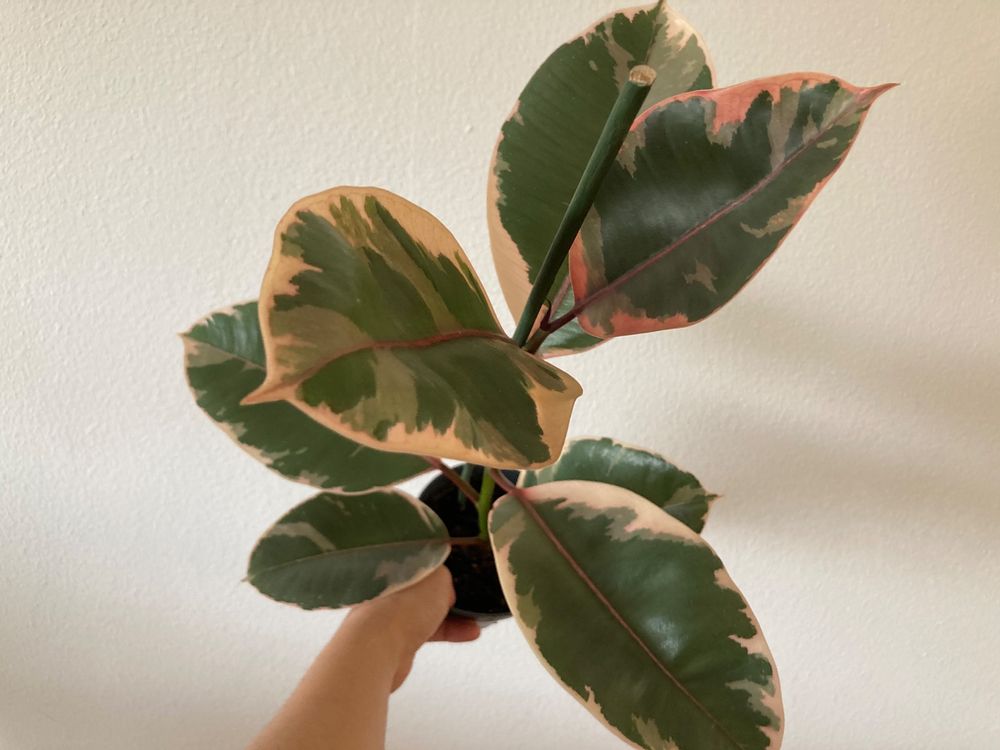 Ficus Belize | Kaufen auf Ricardo