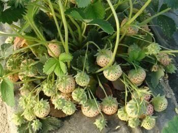 Fraise blanche Ananas 15x (Neu (gemäss Beschreibung)) in Bremblens für ...