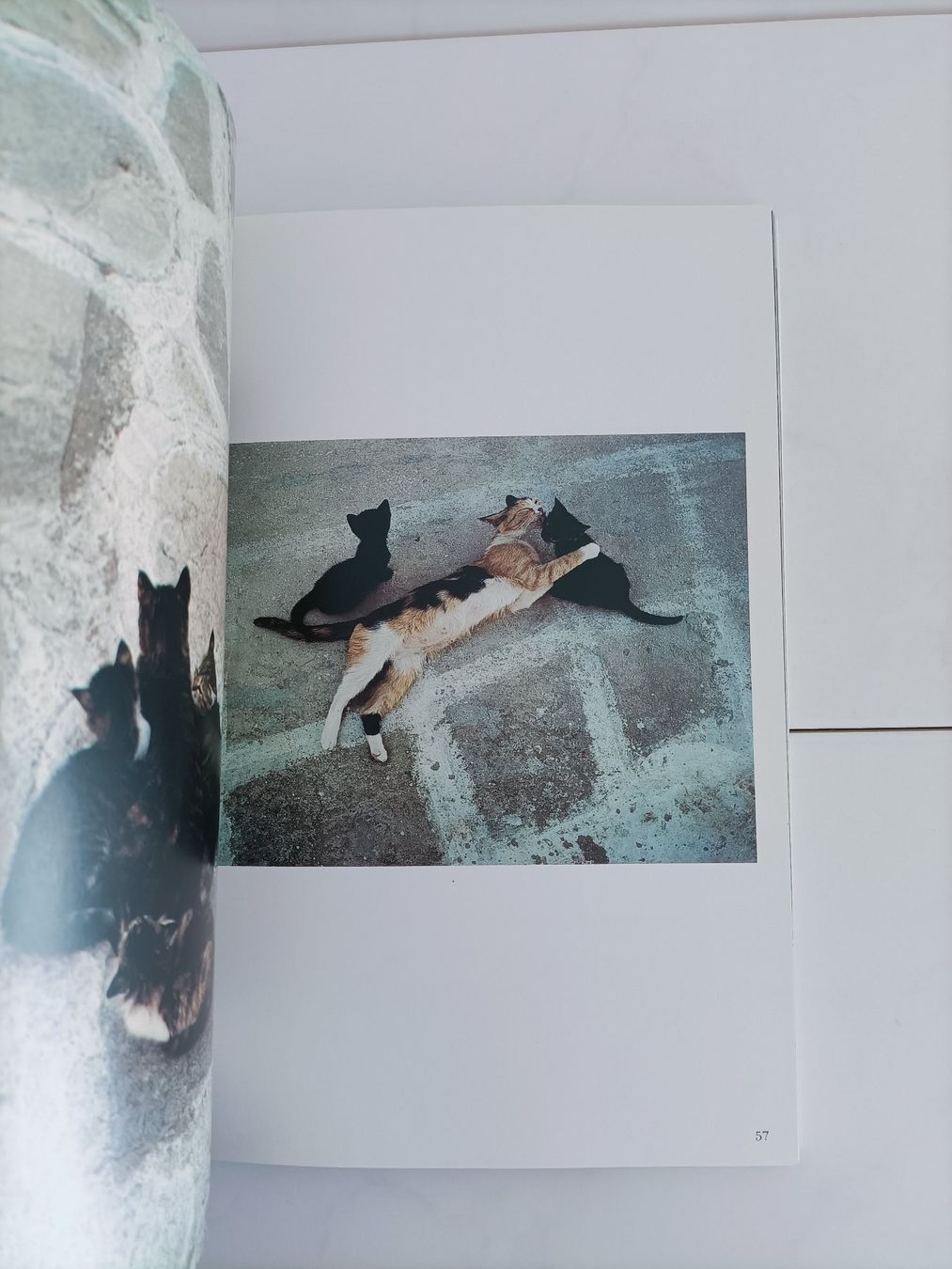 Katzensprung / Hans Silvester / Ellert & Richter Verlag 1996 (Gebraucht ...