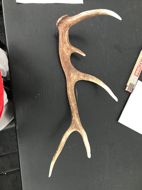 Hirschgeweih Fünfender (Gebraucht) in Rorschach für CHF 25 – mit ...