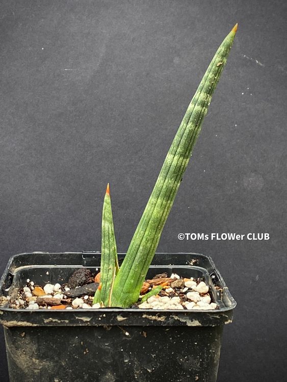 Sansevieria Phillipsiae . (Neu (gemäss Beschreibung)) in Adliswil für CHF 58 – mit Lieferung auf ...