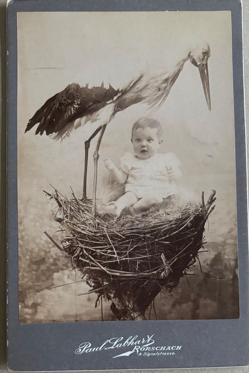 Kabinettfoto Paul Labhart, Rorschach, Kind, Storch (Gebraucht) in ...