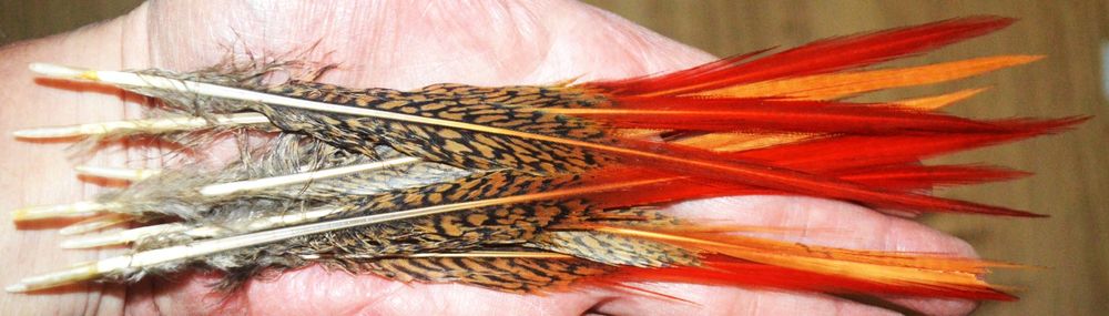 Deko Federn 501 – 20 bis 25 cm – Fasan - 10 Stück (Neu und ...