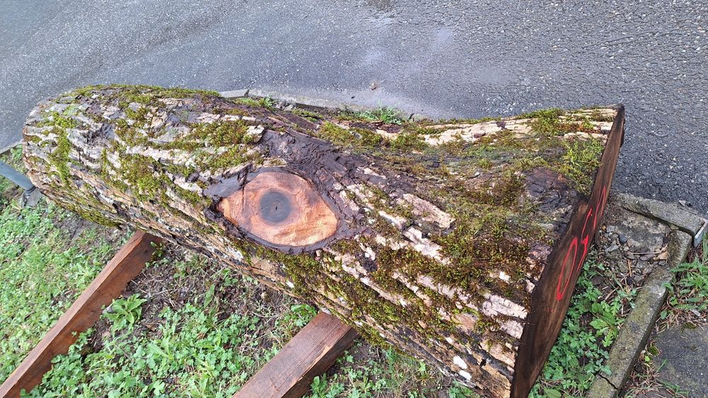 Nussholz Stamm Nuss Holz Nussbaumholz drechseln basteln (Neu (gemäss ...