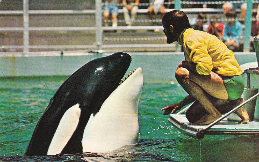 Miami, Seaquarium - Orca Hugo spricht mit seinem Trainer (Gebraucht) in ...