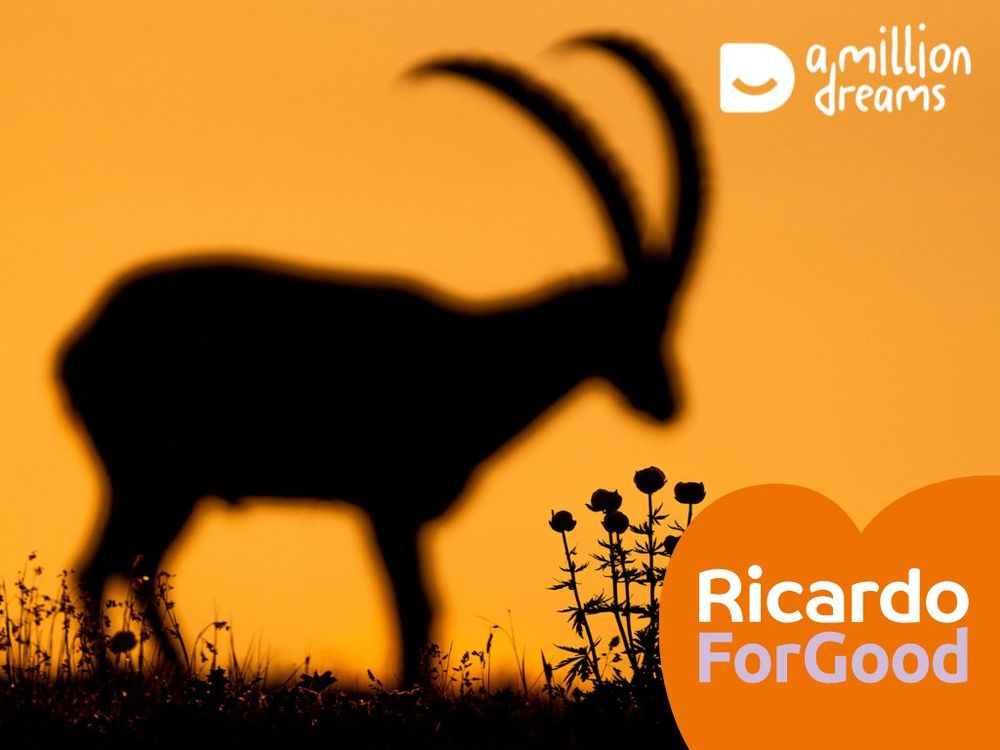 Fine-Art-Print des Schweizer Naturfotografen Levi Fitze (Gebraucht) in ...