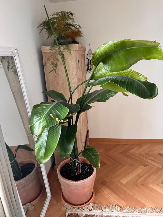 Strelitzie 200 cm gross inkl. Topf! | Kaufen auf Ricardo