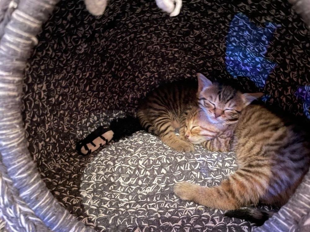 Kuscheliges Katzennest / Tiernest im Tier Design!🐈🧶😻🐾 (Neu und ...