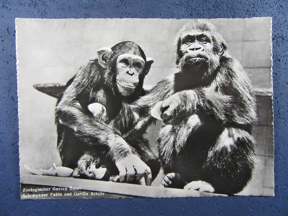 BASEL ZOO SCHIMPANZE PABLO & GORILLA ACHILLE | Kaufen auf Ricardo