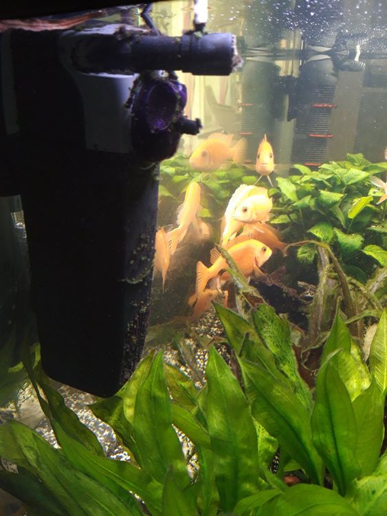 Süsswasseraquarium | Kaufen auf Ricardo