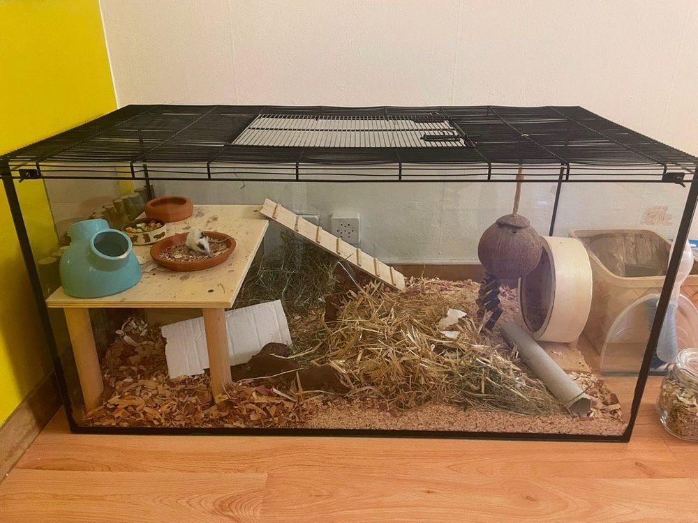 Terrarium 100x50x50 | Kaufen auf Ricardo