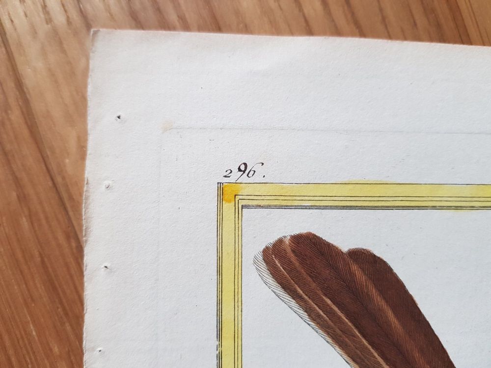 antikes Blatt Stich Pie-grieche jaune de Cayenne Vogel | Kaufen auf Ricardo