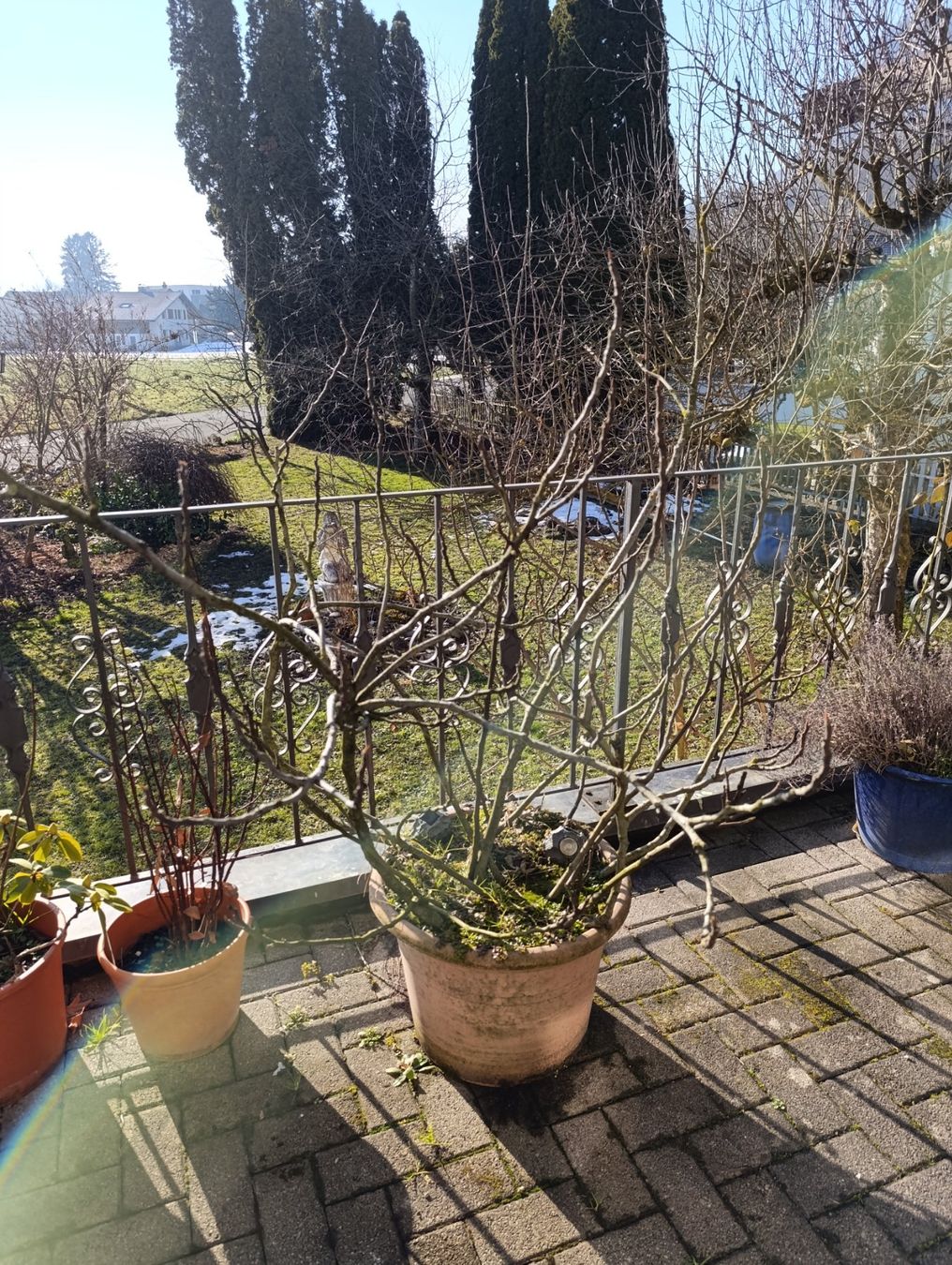 BIO Feigenbaum 7Järig XXL etwa 165cm hoch mit Topf! (Gebraucht) in ...
