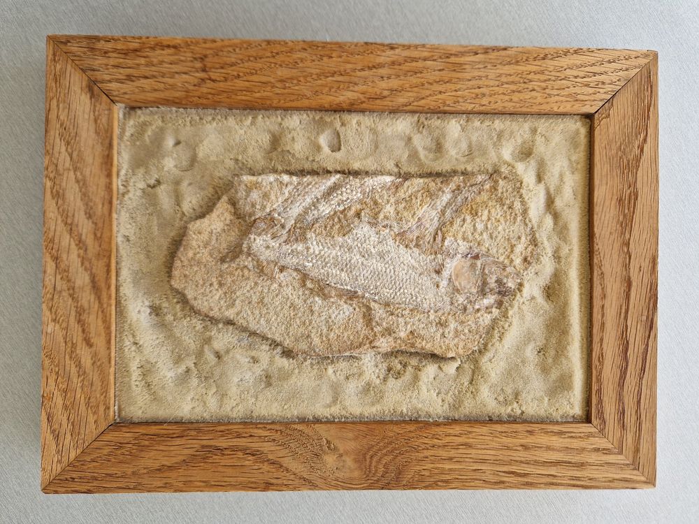 Versteinerung Fisch gerahmt (Gebraucht) in Grosswangen für CHF 20 – mit ...