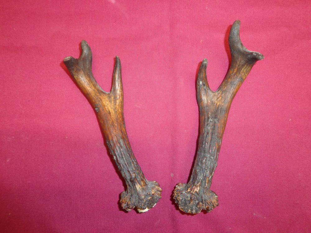 Reh, Geweihe, Trophäe, Horn, Dekoration, Jagd Abwurfstangen (Gebraucht ...