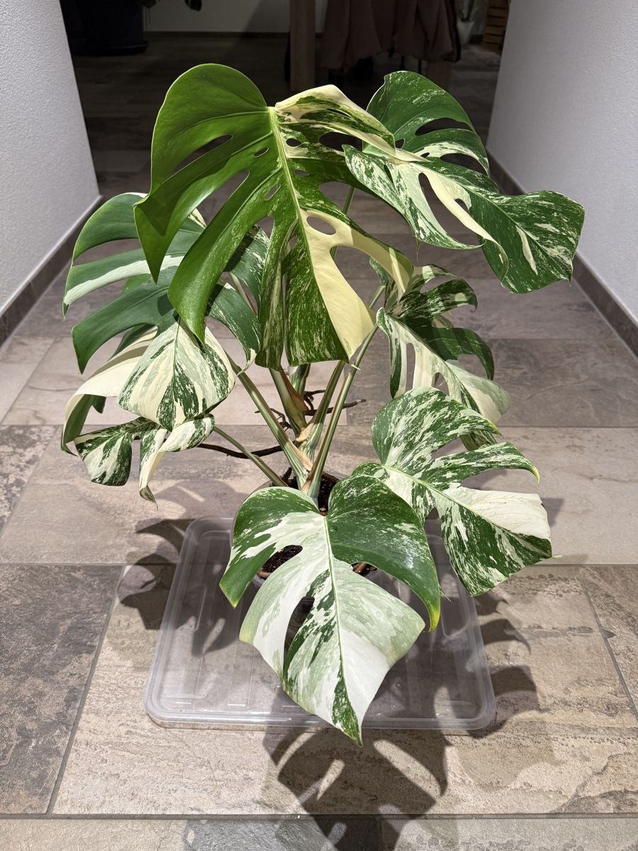 Monstera Deliciosa Variegata Samen