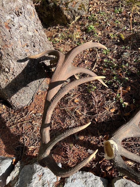 Hirsch Geweih Geweih-Stangen riesiger 18-ender (Gebraucht) in Vaduz für CHF 130 – mit Lieferung ...