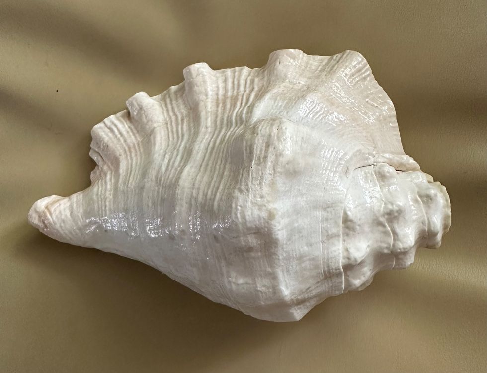 Muschelhorn gross (Gebraucht) in Winterthur für CHF 10 – nur Abholung ... Muschelhorn gross (Gebraucht) in Winterthur für CHF 10 – nur Abholung ...