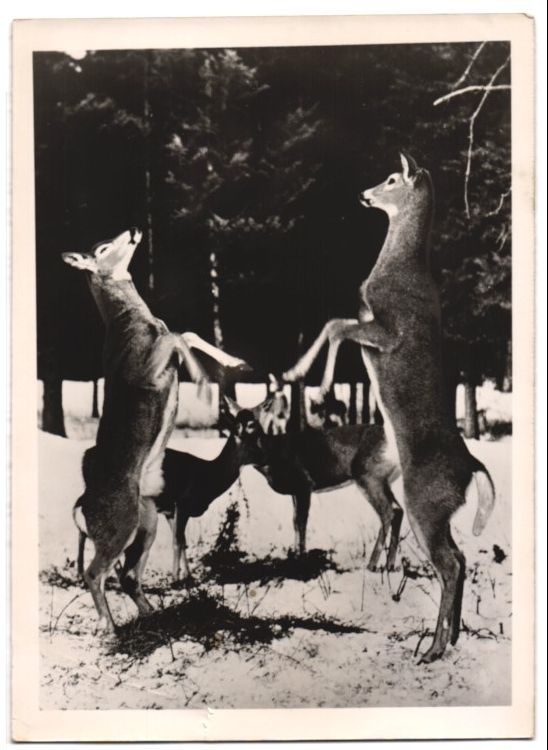 Fotografie Atlantic, Rehe kämpfen im ve (Gebraucht) in Berlin für CHF ...