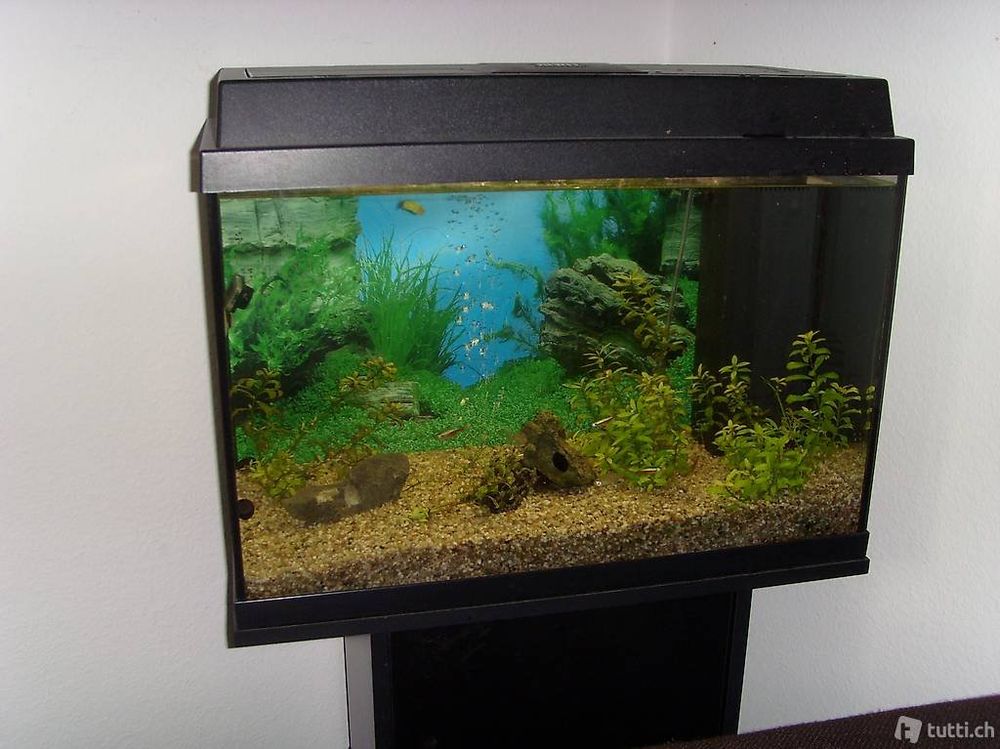 Aquarium komplett (Gebraucht) in Thun für CHF 5 – nur Abholung auf Ricardo kaufen