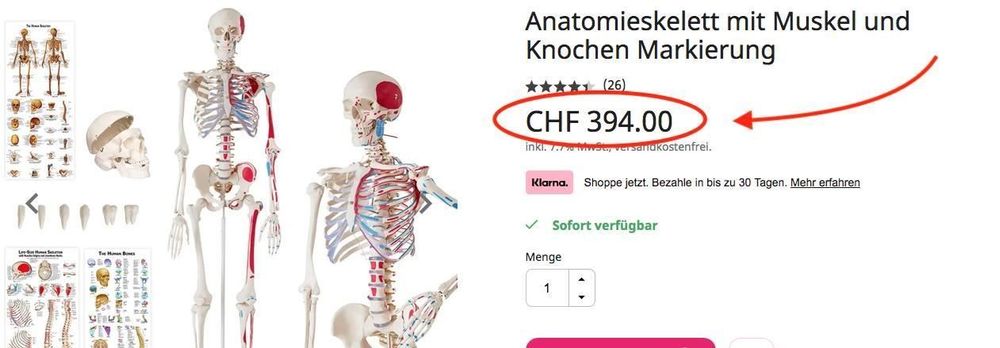Anatomieskelett mit Muskel und Knochen (Neu (gemäss Beschreibung)) in ...