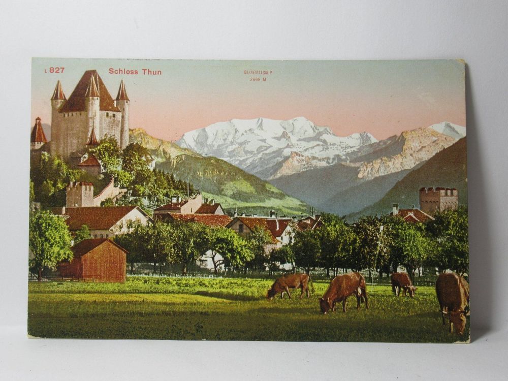 Thun Schloss Kühe 1913 | Kaufen auf Ricardo