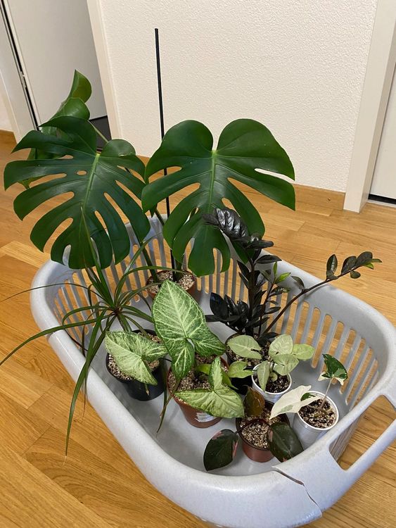 8 Zimmerpflanzen (Pink Princess, Monstera, Syngonium (Gebraucht) in ...