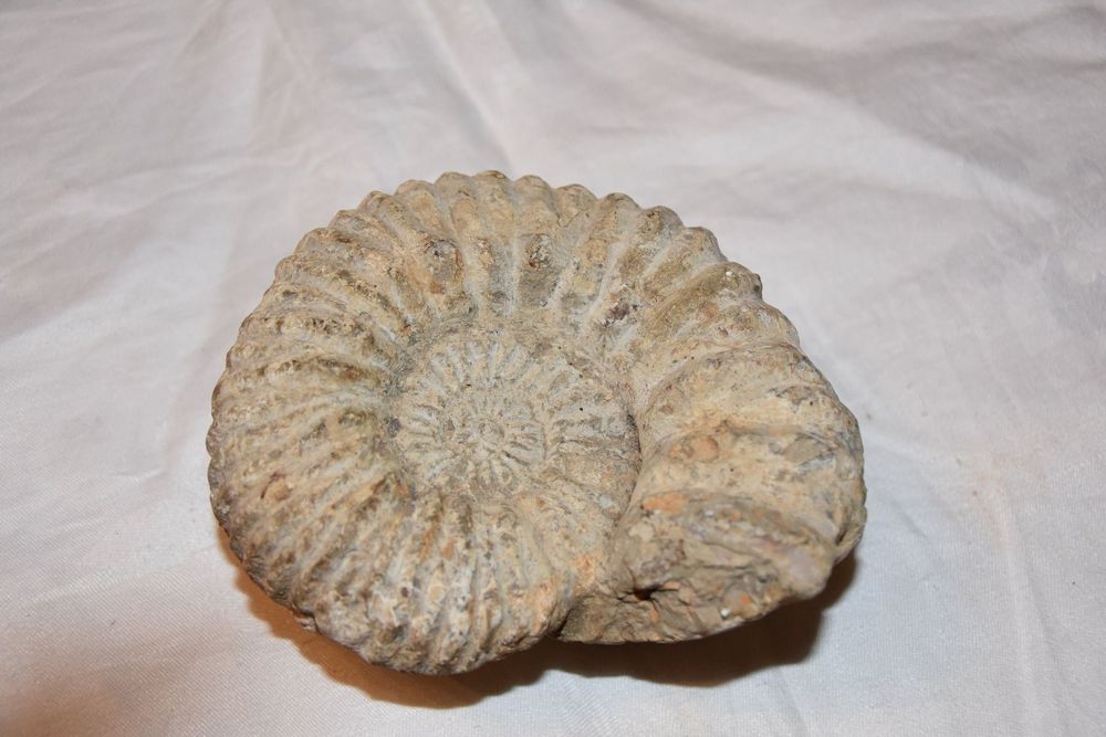 Amonite 13 cm. de large | Kaufen auf Ricardo
