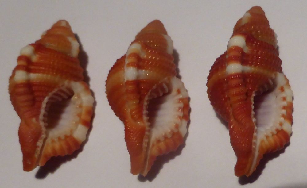 CYMATIUM BIBBEYI, SUPER FARBEN,3 ROTE MUSCHELN, GEM QUALITÄT (Gebraucht ...