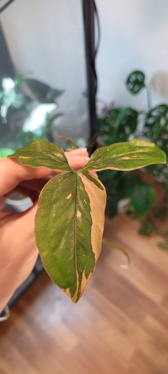 Syngonium Red Spot/Pink Splash Steckling bewurzelt | Kaufen auf Ricardo