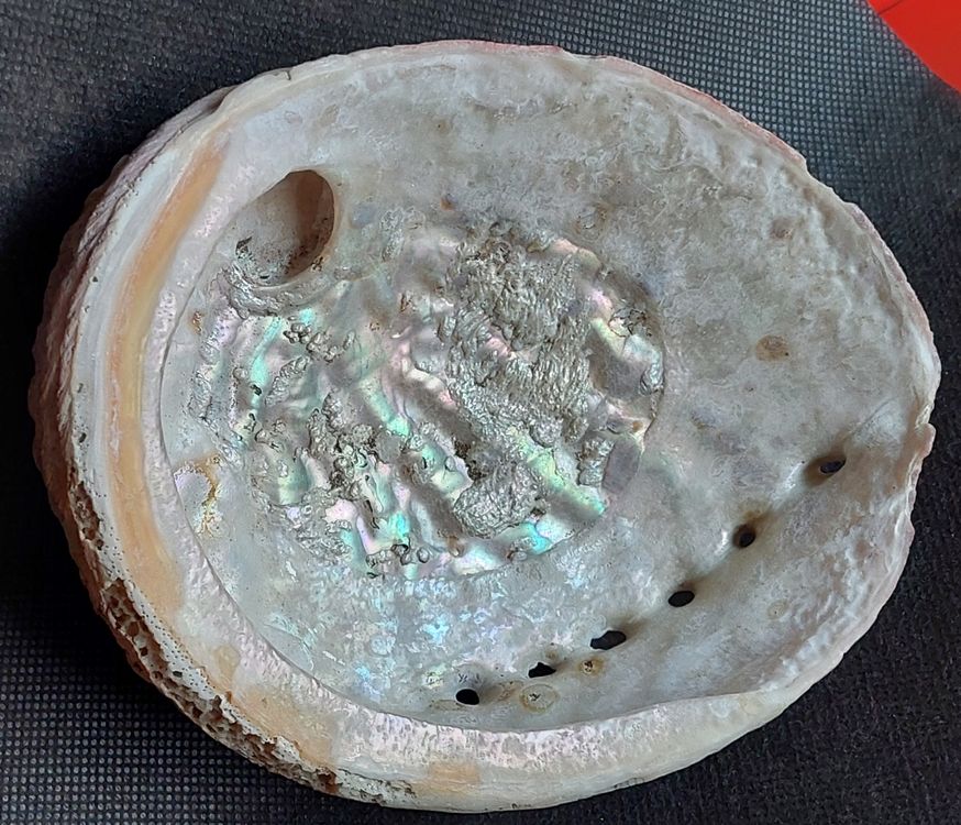 Robuste Riesen-Muschel ca. 15x12x4 cm / Gewicht : 138 gr. (Gebraucht ...